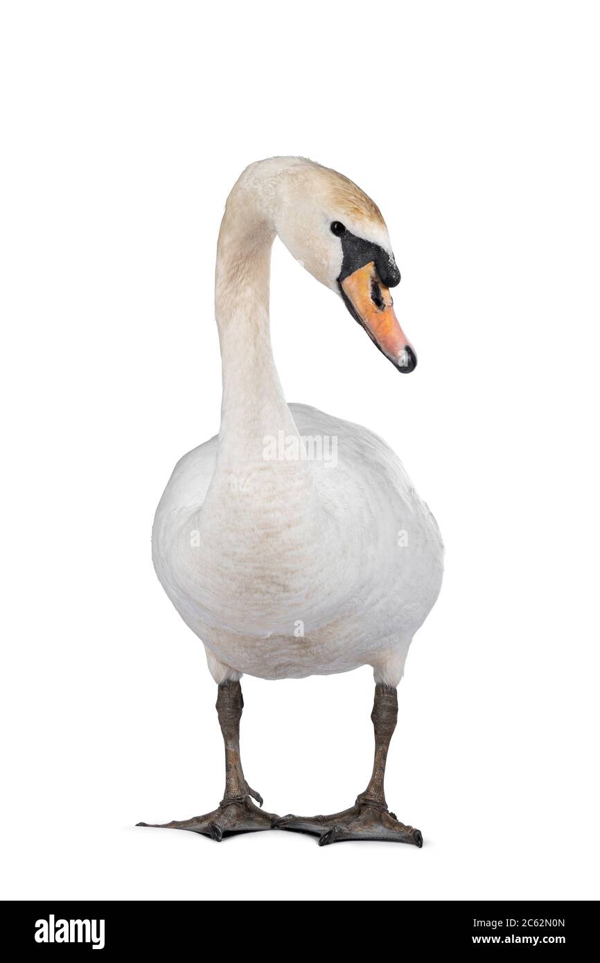 Beautiful male white Mute swan, standing facing front. Looking to ...