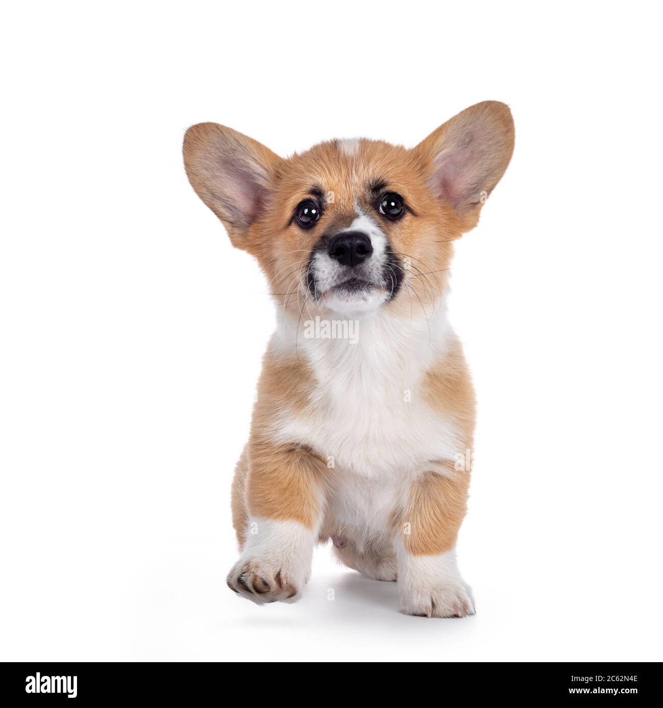 Golden corgi hi-res stock photography and images - Alamy