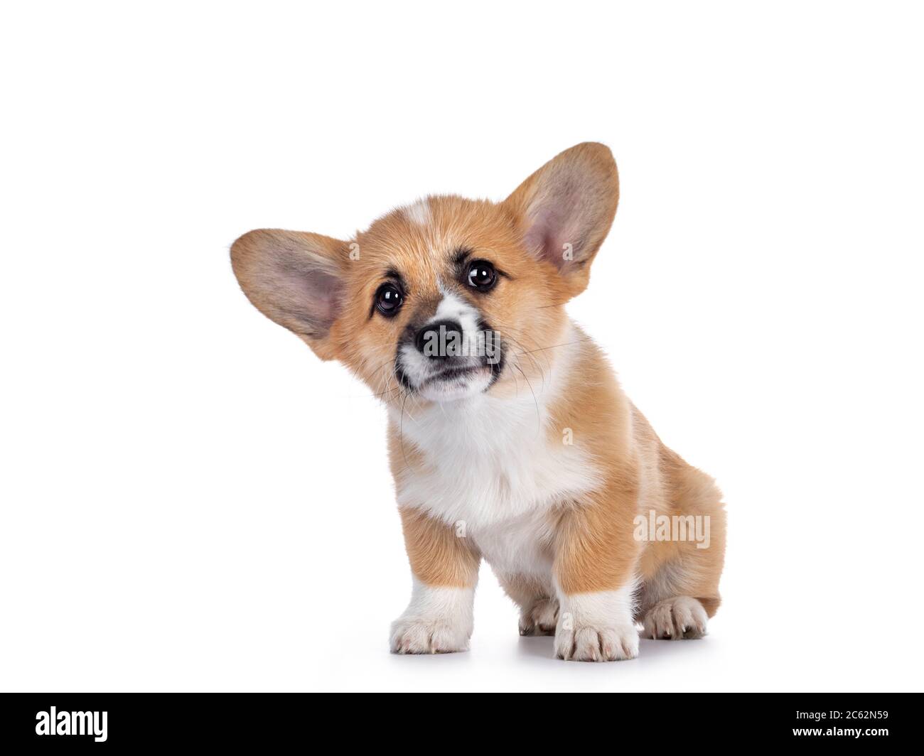Cute Welsh Corgi