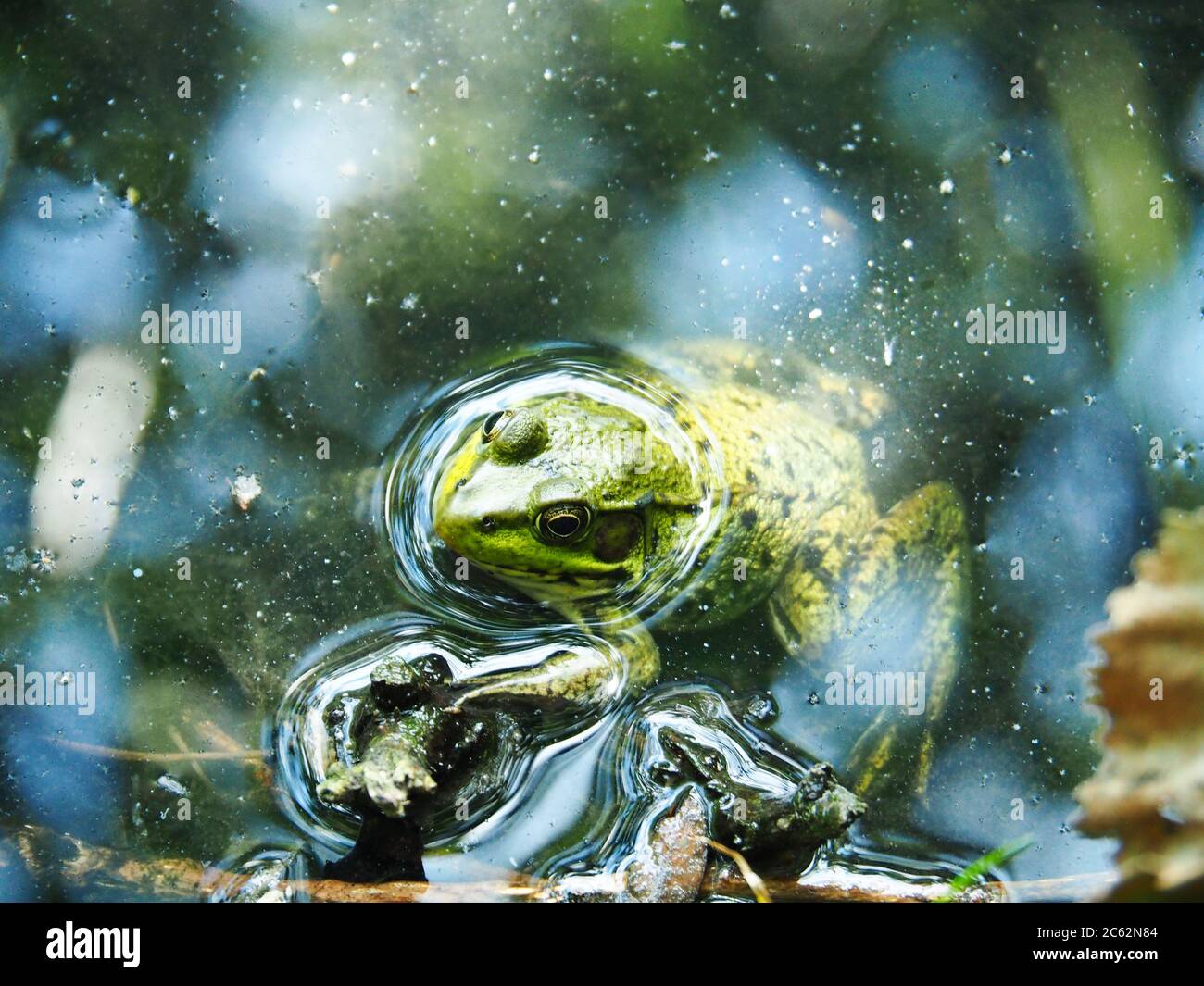 Nature - Frogs Stock Photo - Alamy