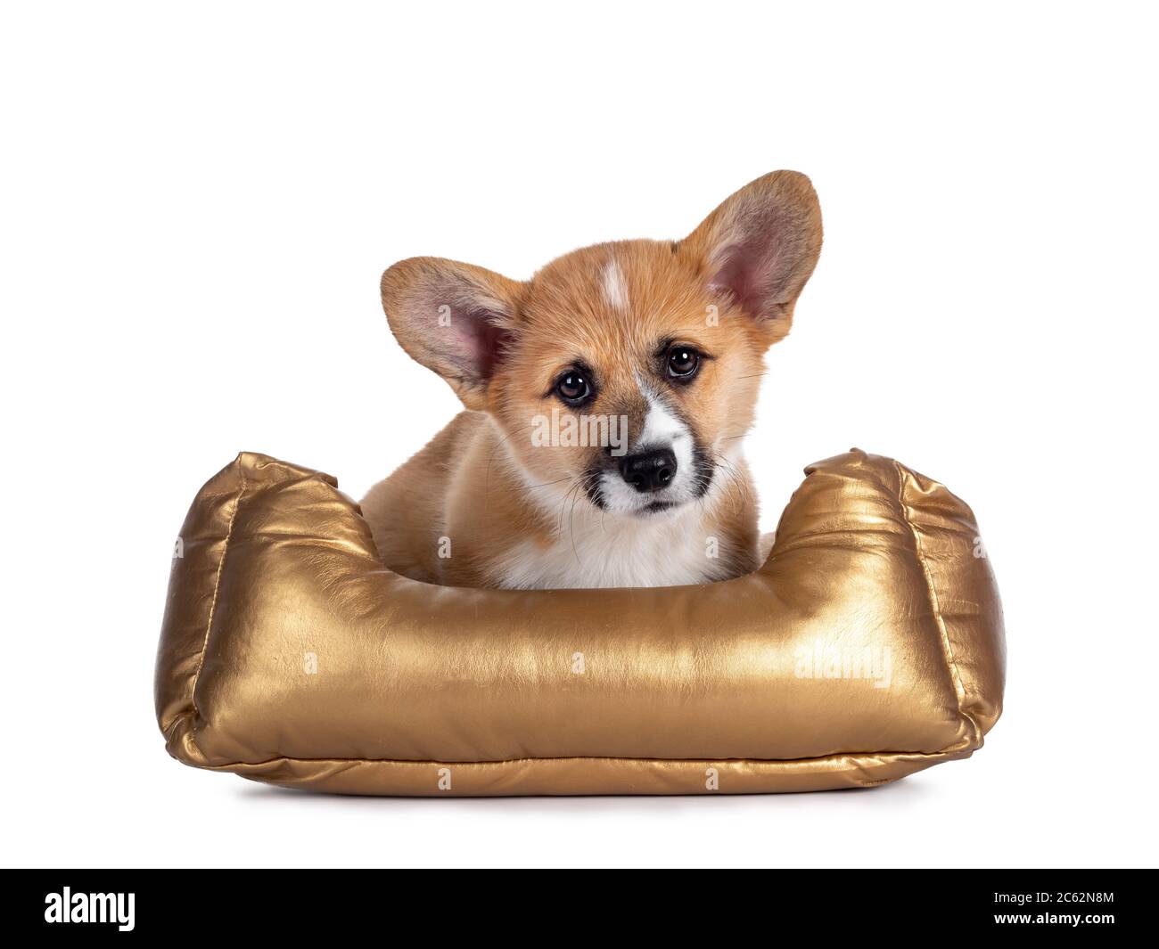 Golden breed hi-res stock photography and images - Alamy