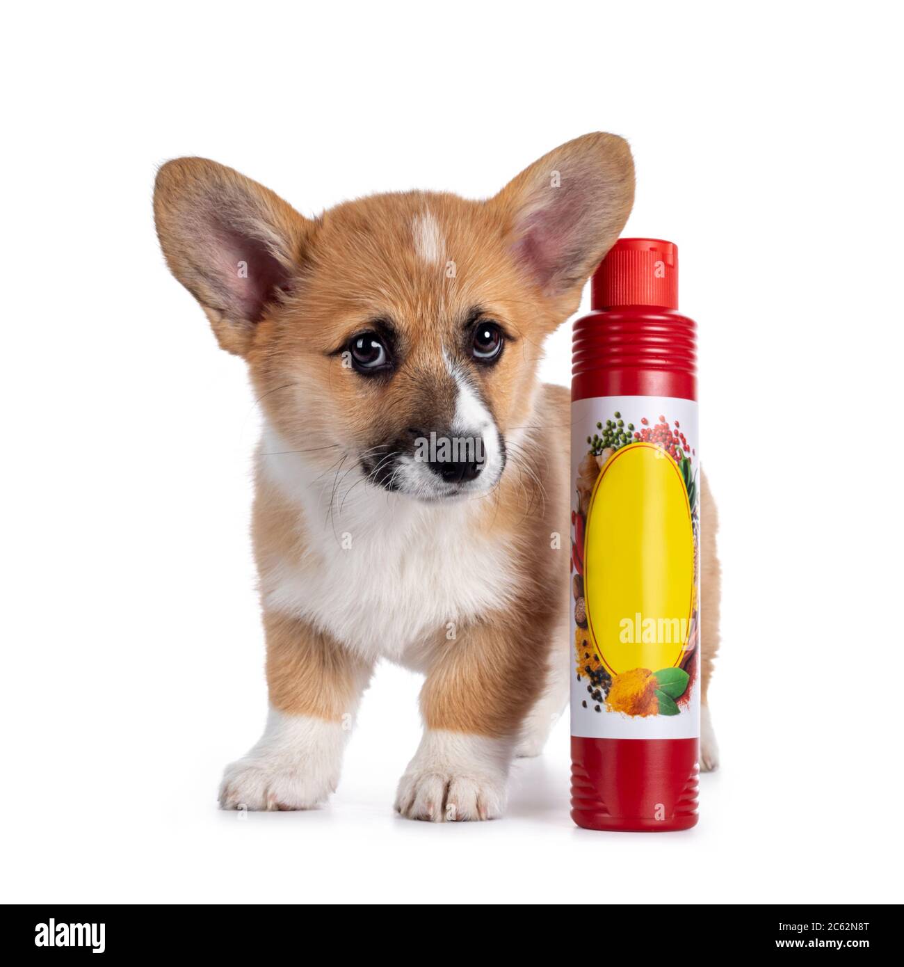 Golden corgi hi-res stock photography and images - Alamy