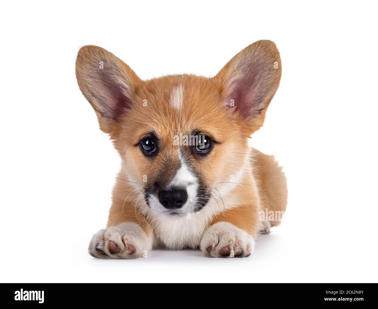 Adorable Welsh Corgi Pembroke dog puppy, laying down facing front ...