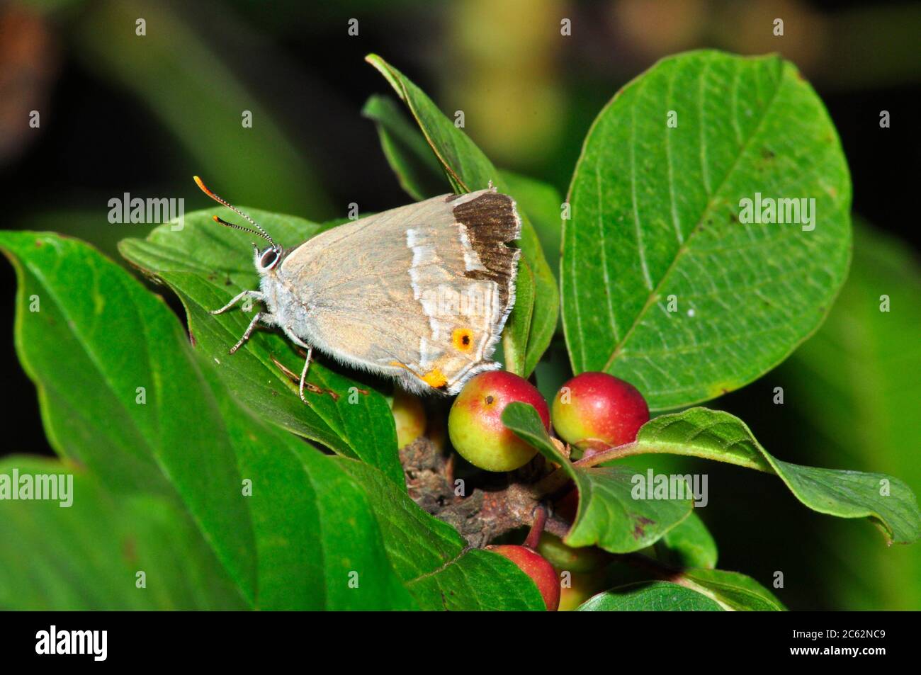 Purple Hairstreak Butterfly "Neozephyrus quercus" on Alder Buckthorn at ...