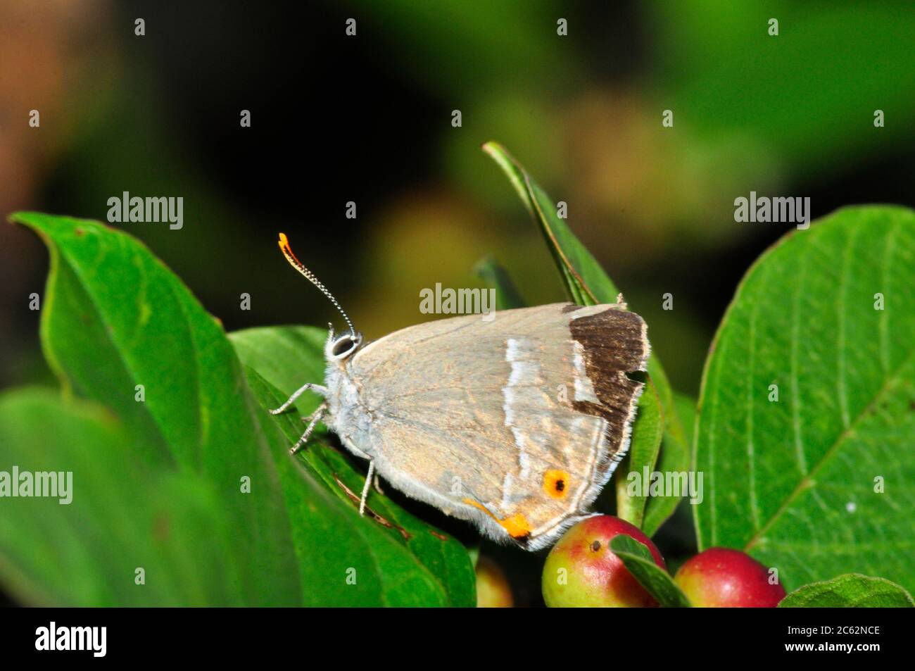 Purple Hairstreak Butterfly "Neozephyrus quercus" on Alder Buckthorn at ...