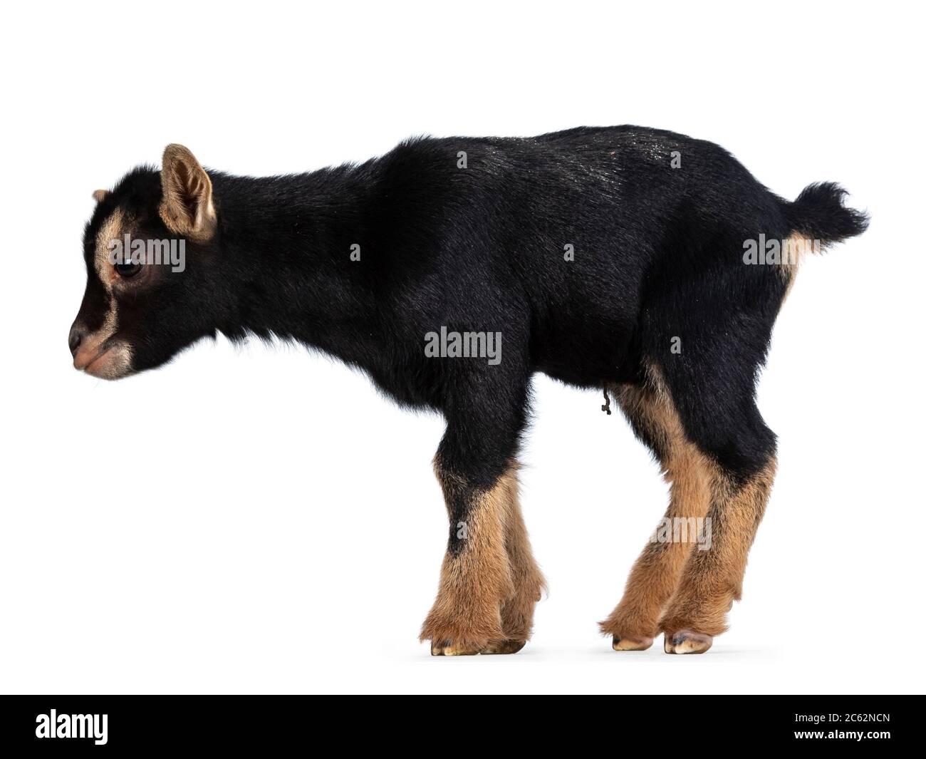 Cute black brown baby pygmy goat with navel cord, standing side ways ...