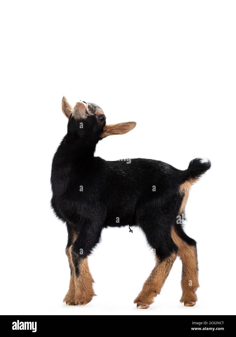 Cute black brown baby pygmy goat with navel cord, standing side ways ...