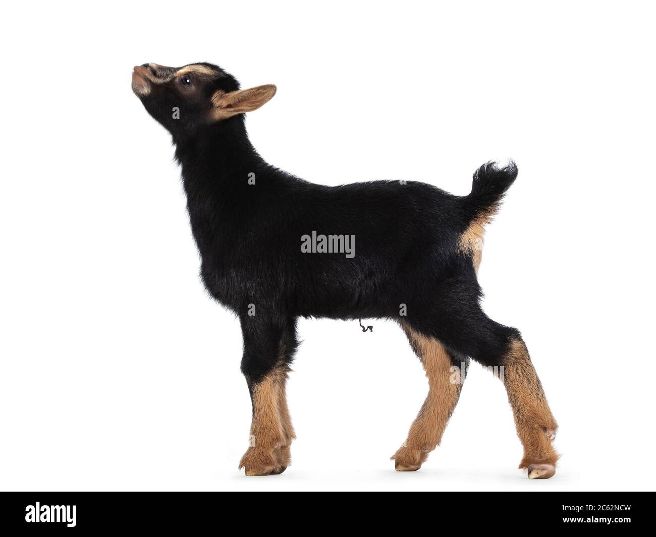 Cute black brown baby pygmy goat with navel cord, standing side ways ...