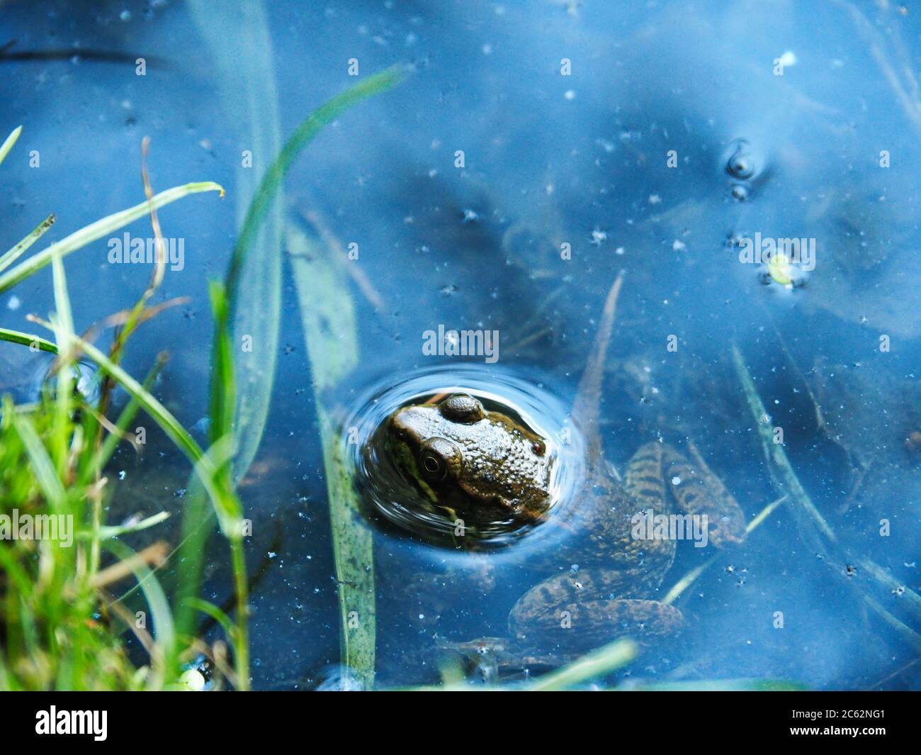 Nature - Frogs Stock Photo - Alamy