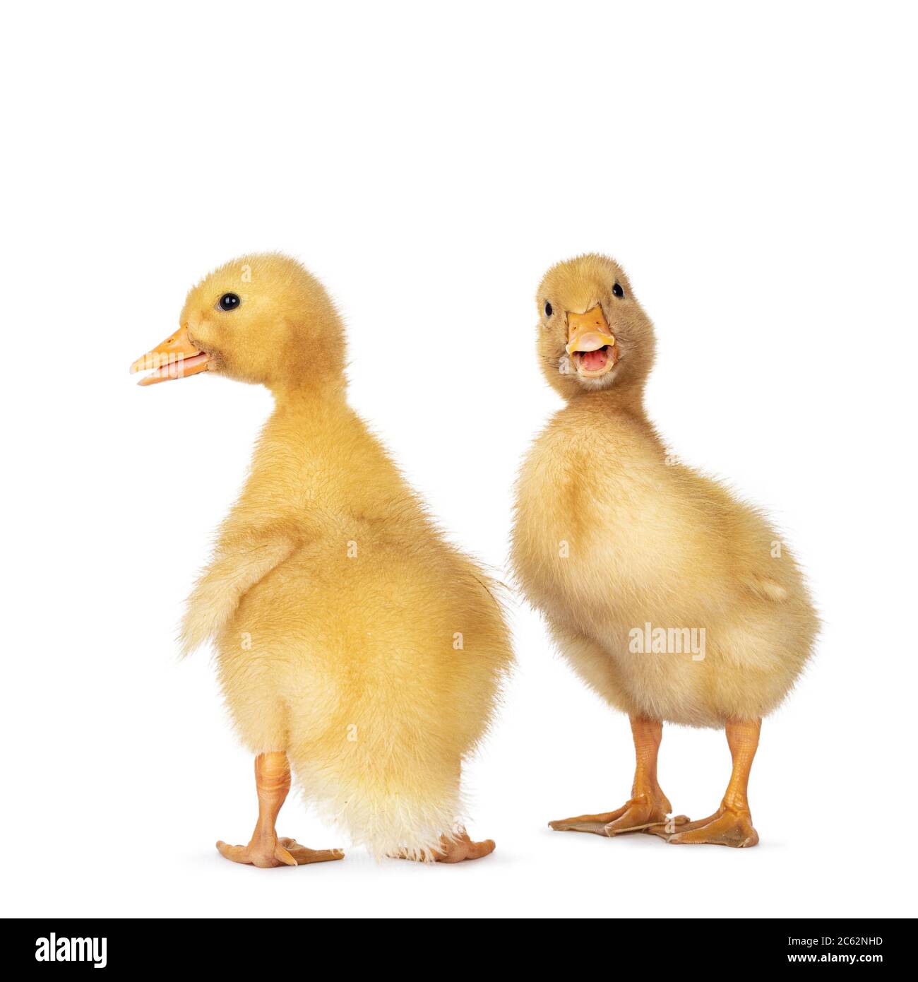 Two cute 3 day old Peking duckling standing facing front and backwards ...