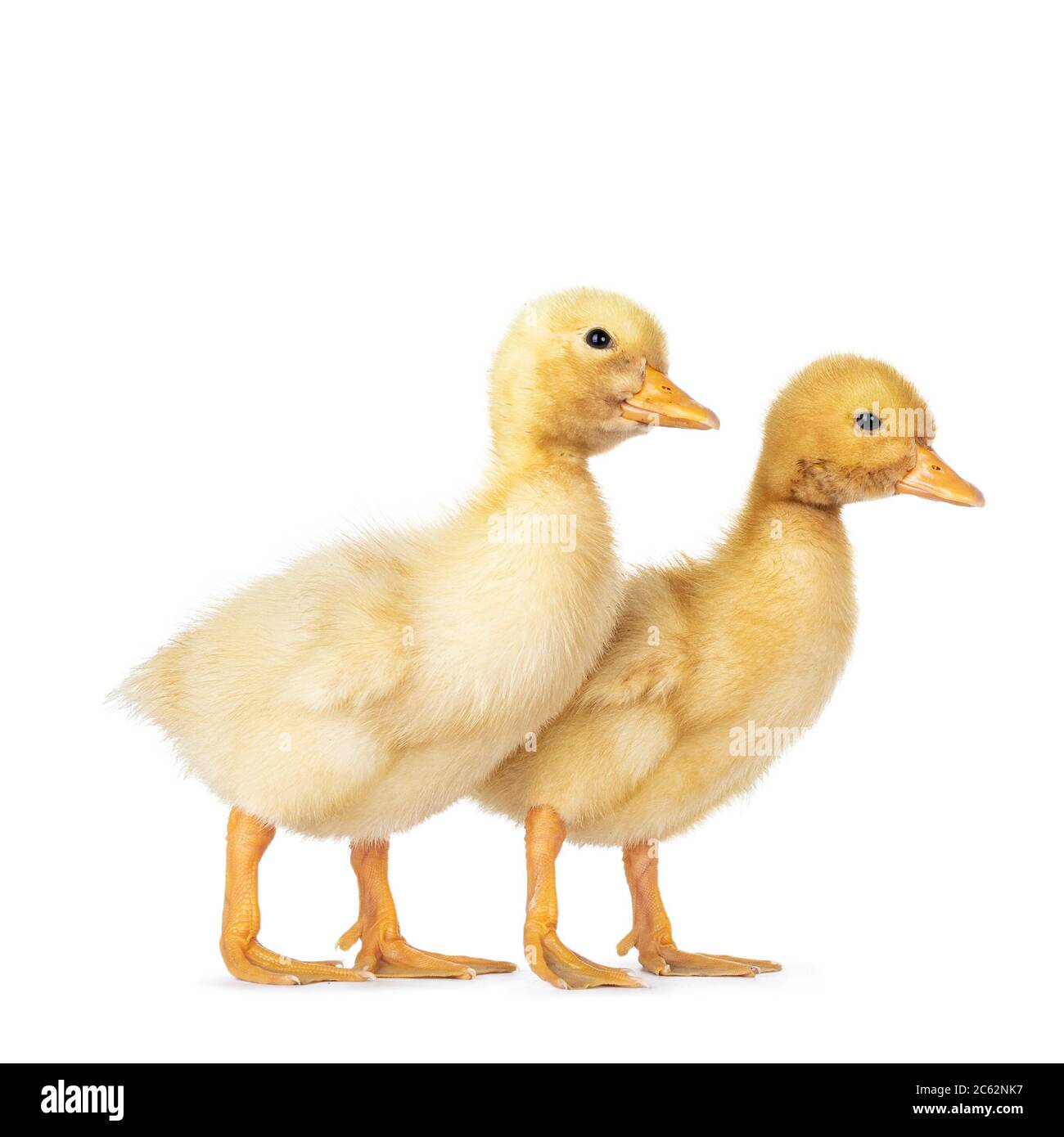 Two cute 3 day old Peking duckling standing side ways. Isolated on ...