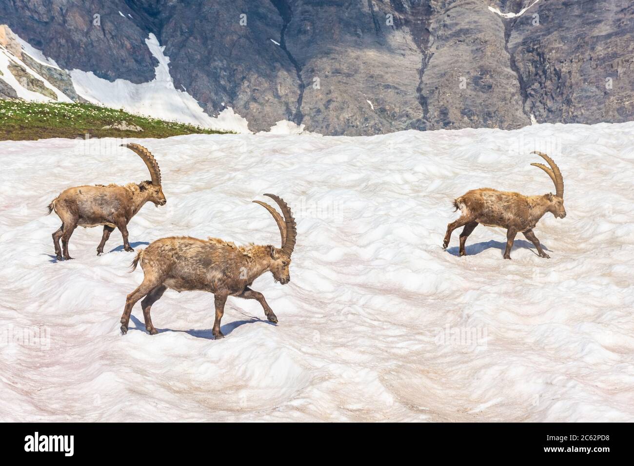 Beautiful Alpine ibex in the snowy mountains of Gran Paradiso National ...