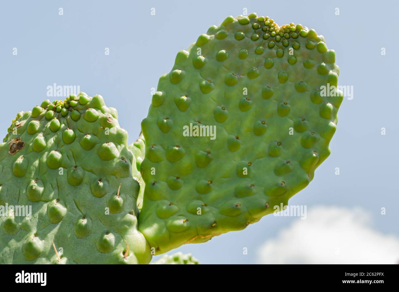 Cladode hi-res stock photography and images - Alamy