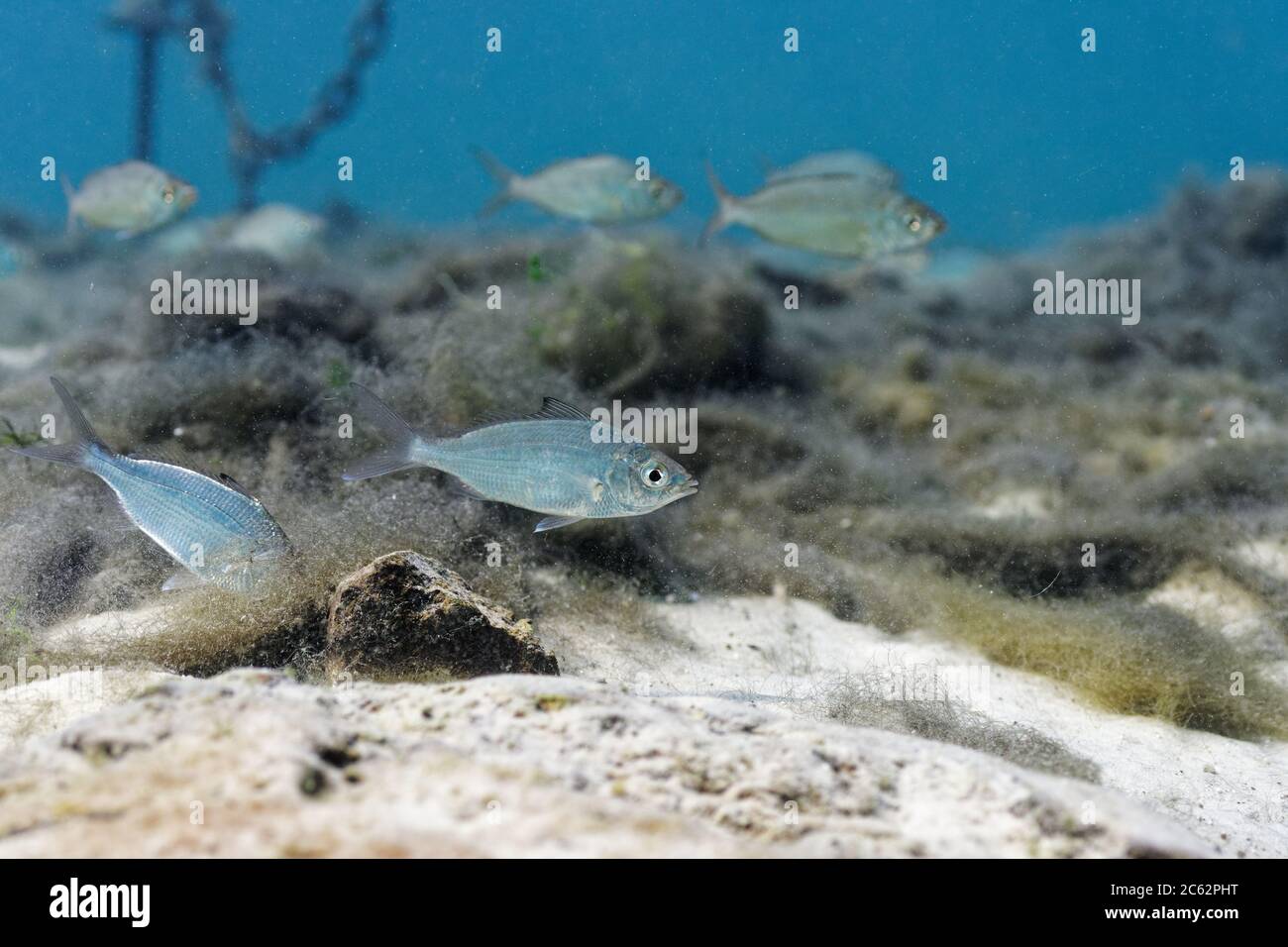 Small baitfish called "Shiners" by local fishermen, school by the ...
