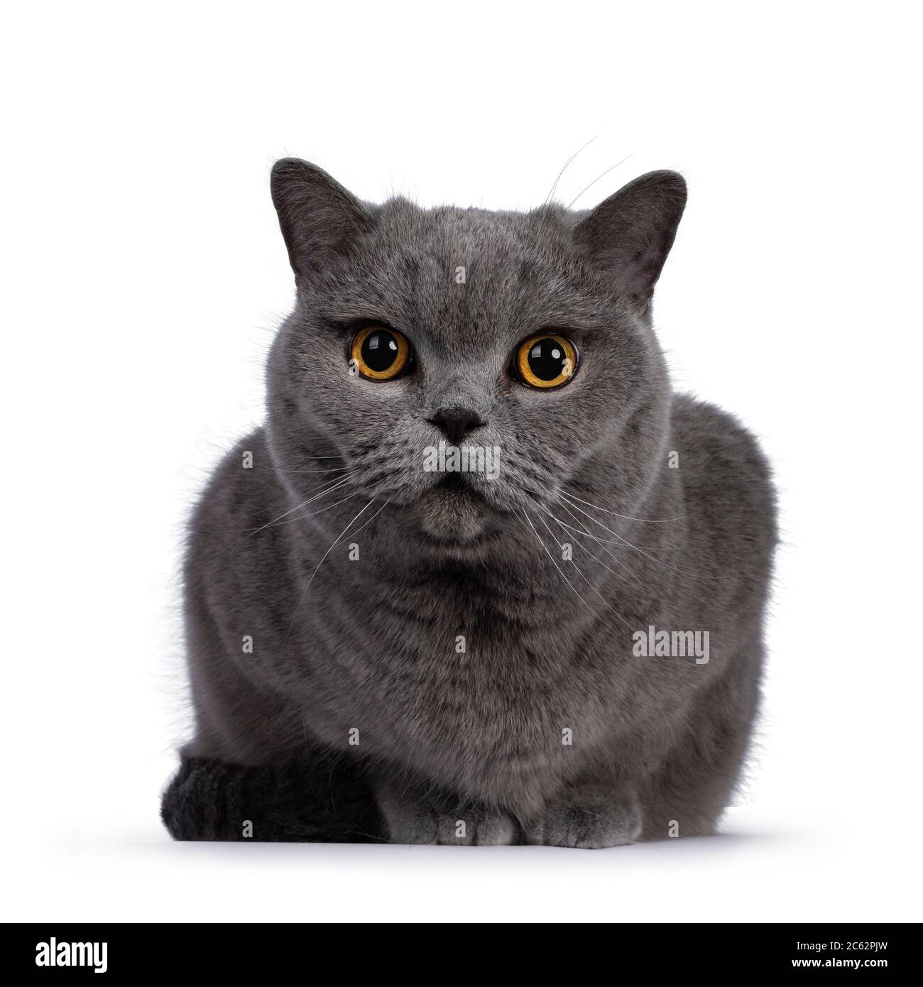 Handsome adult blue male British Shorthair cat, laying down facing ...
