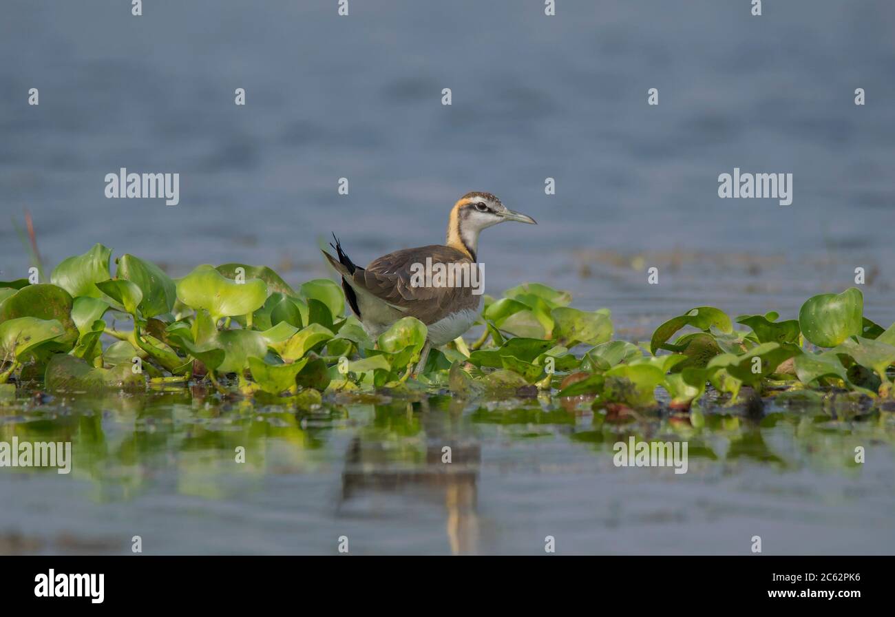 Bird Of Knowledge High Resolution Stock Photography and Images - Alamy