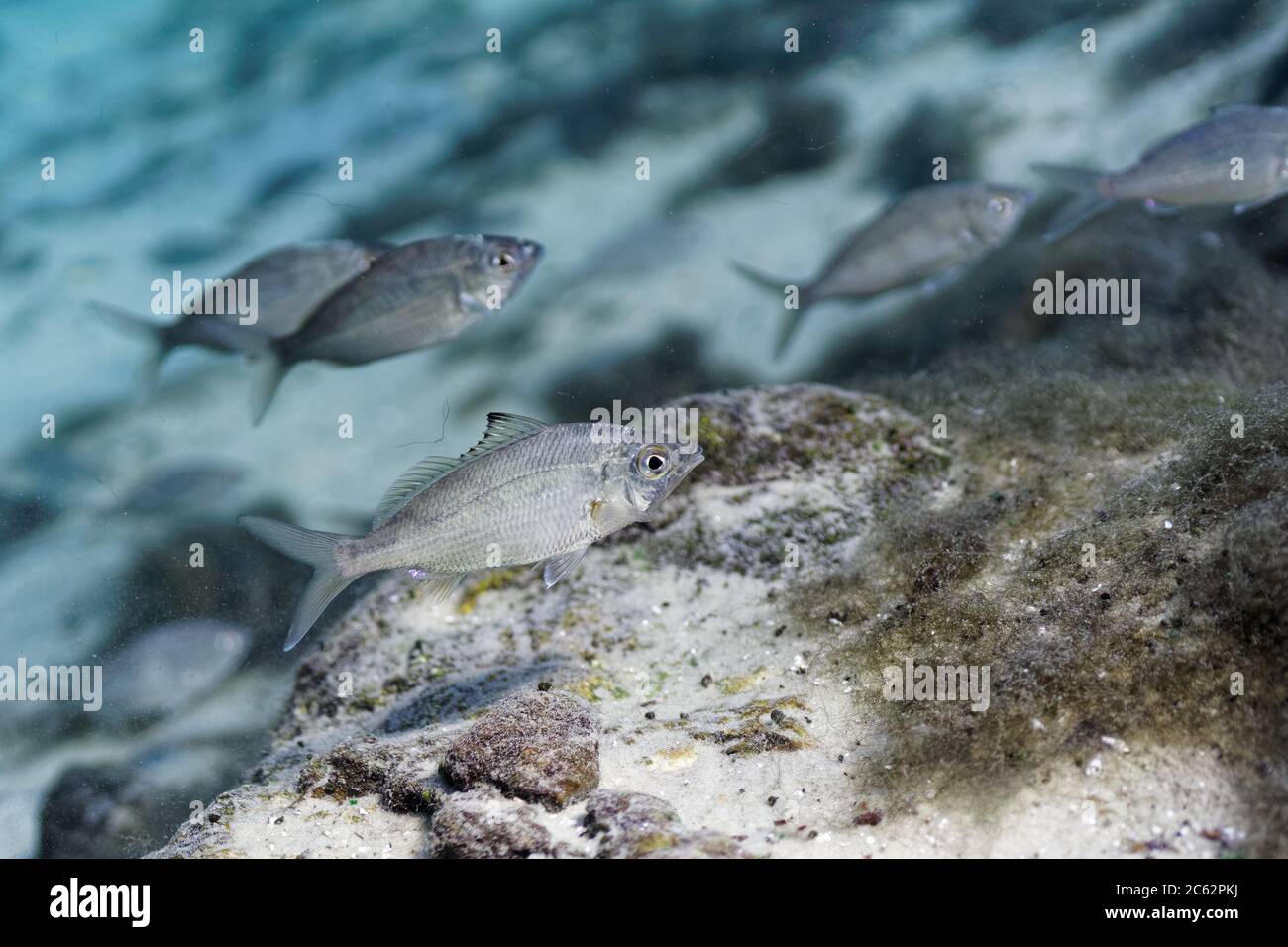 River shiners hi-res stock photography and images - Alamy