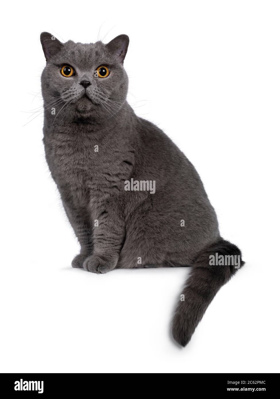 Handsome adult blue male British Shorthair cat, sitting up side ways ...