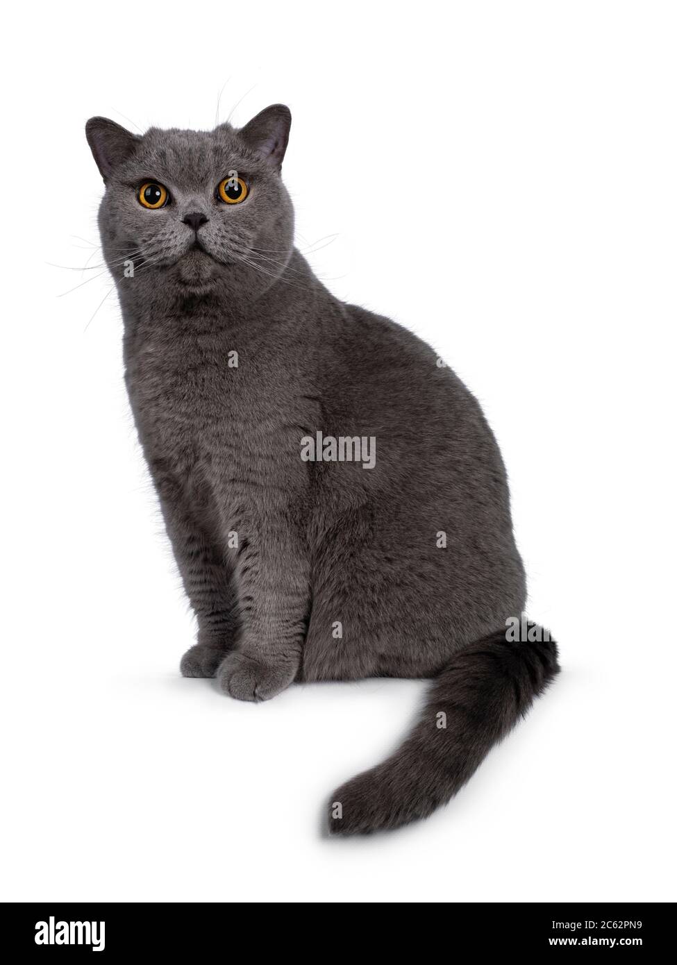 Handsome adult blue male British Shorthair cat, sitting up side ways ...
