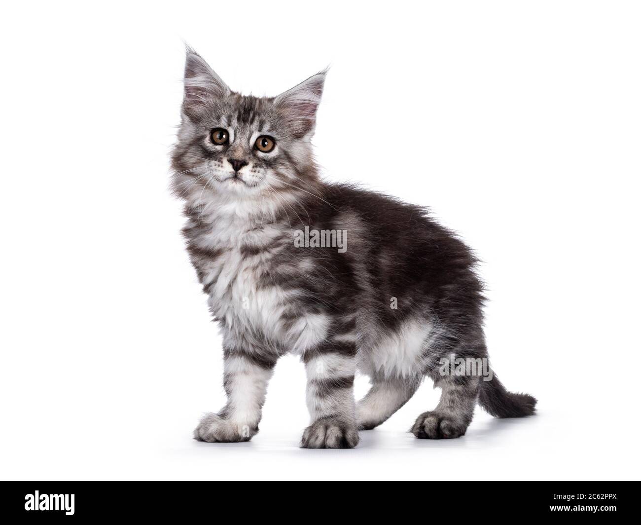 Cute black tabby silver smiling Maine Coon cat kitten, standing side ...