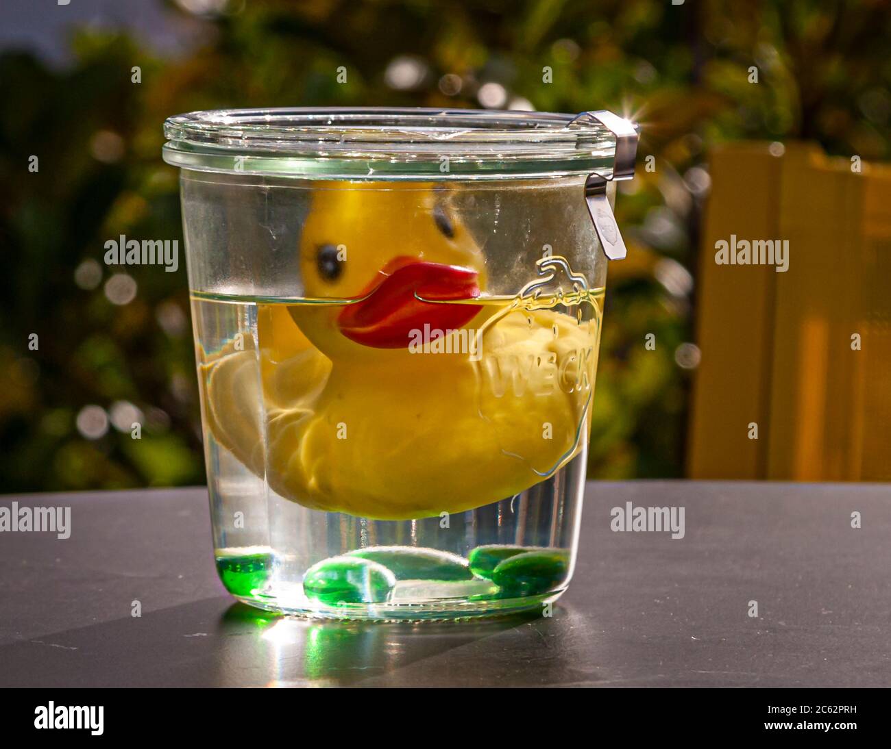 Squeaky duck hi-res stock photography and images - Alamy