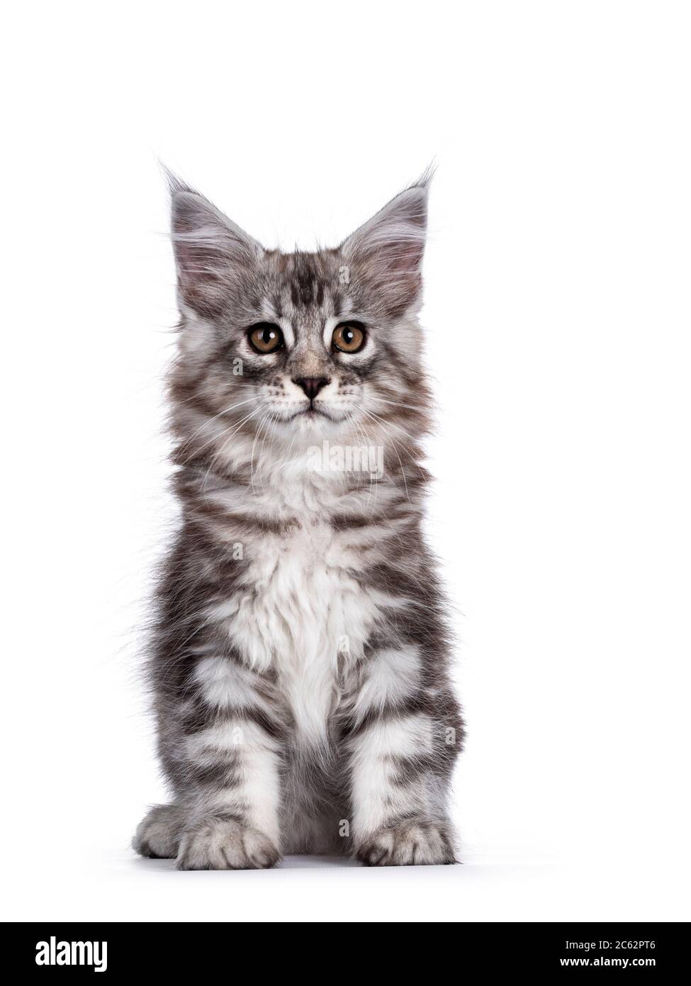 Cute black tabby silver smiling Maine Coon cat kitten, sitting facing ...