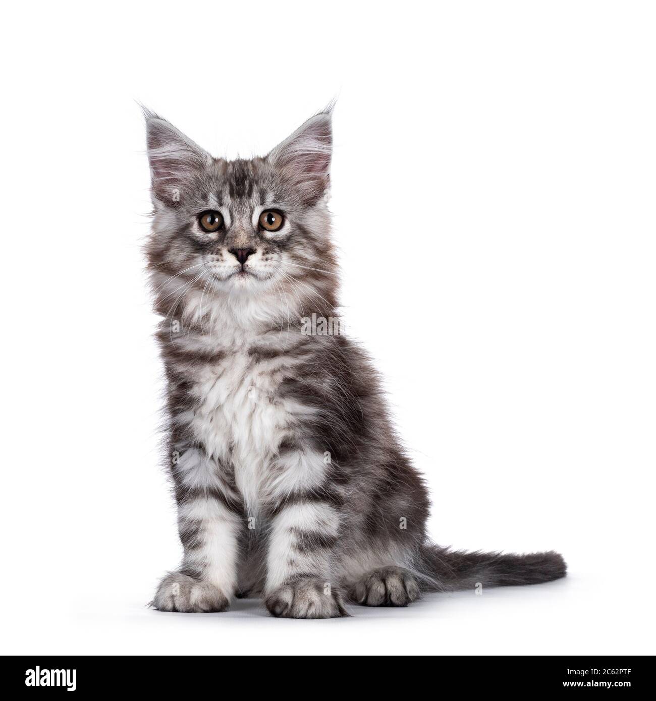 Cute black tabby silver smiling Maine Coon cat kitten, sitting facing ...