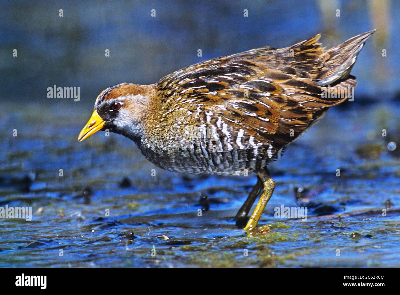 Sora rail foraging Stock Photo - Alamy