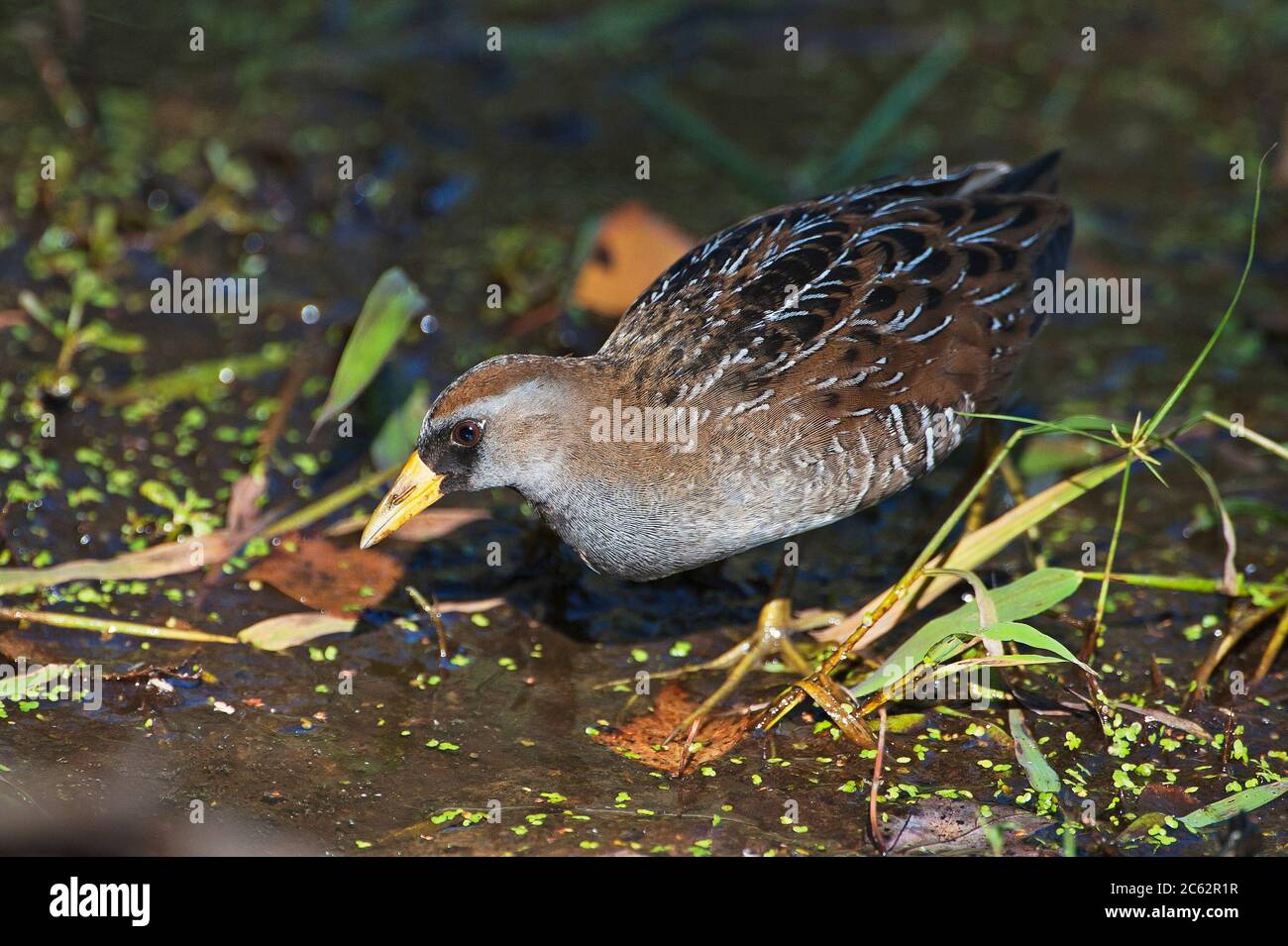 Sora rail foraging Stock Photo - Alamy