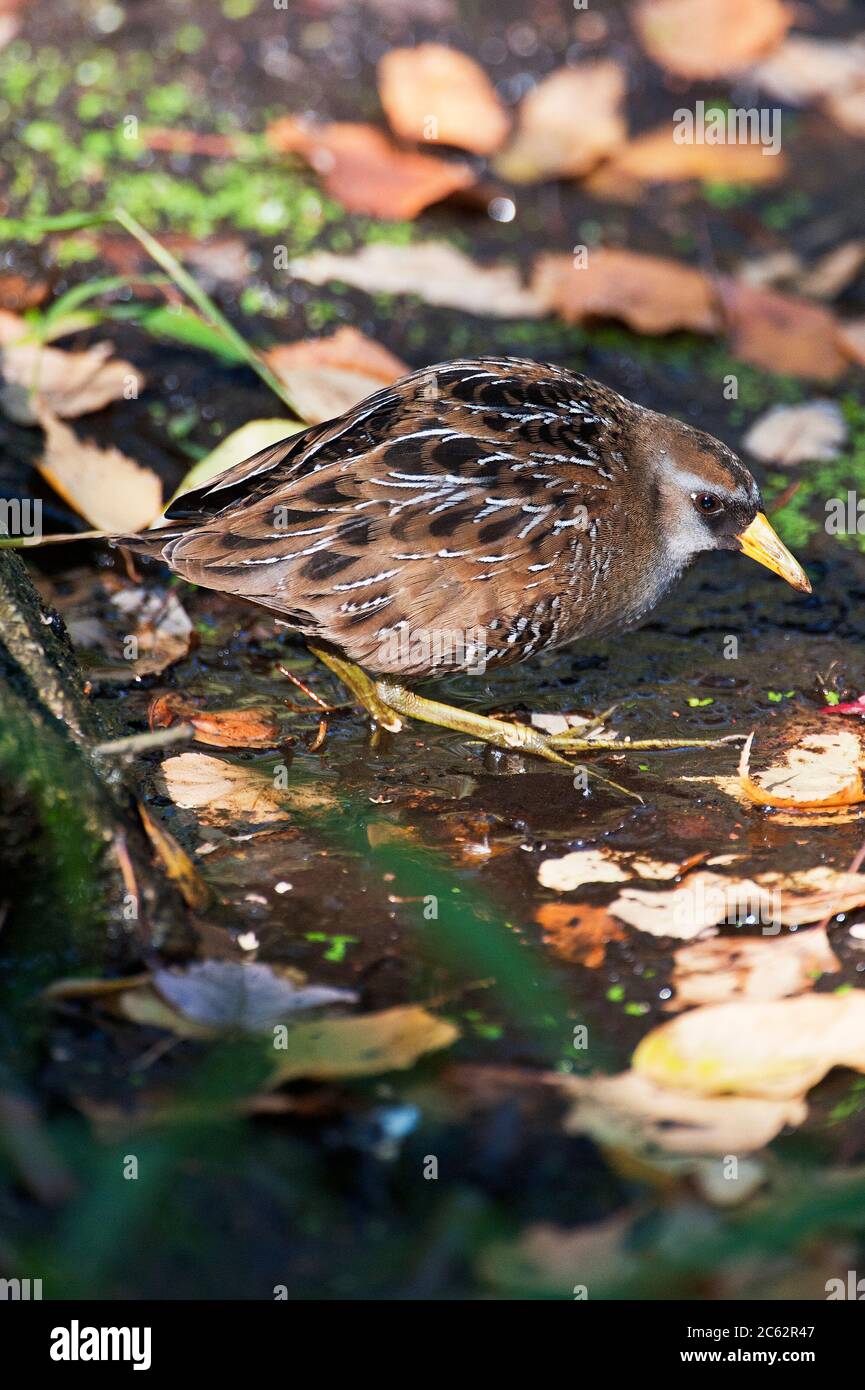 Sora rail foraging Stock Photo - Alamy