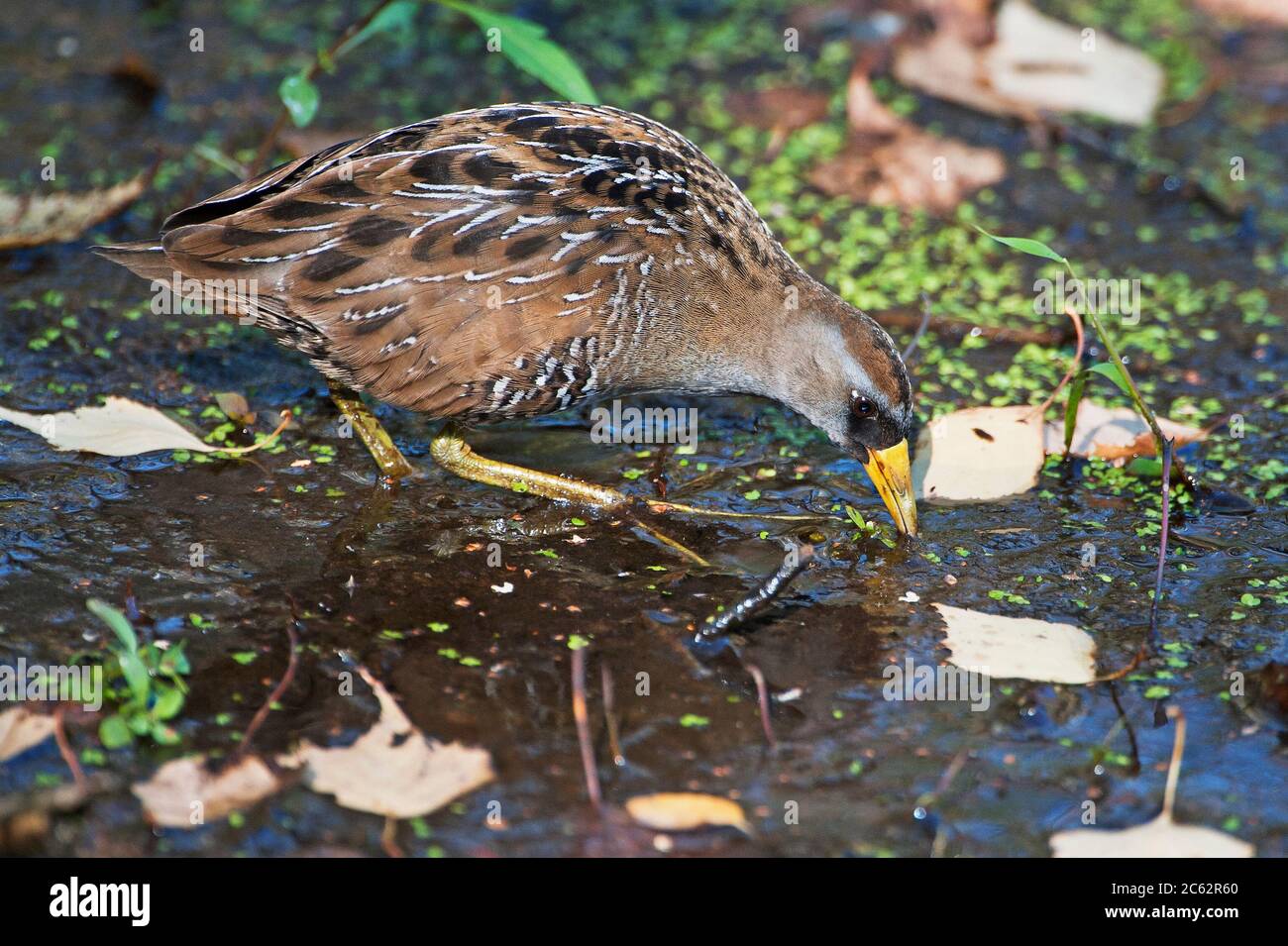 Sora rail hi-res stock photography and images - Alamy