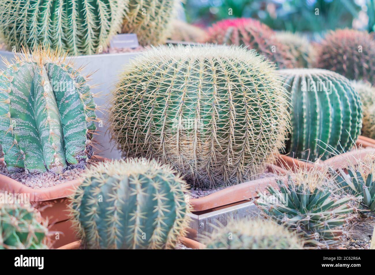 Ball shaped cacti hi-res stock photography and images - Alamy