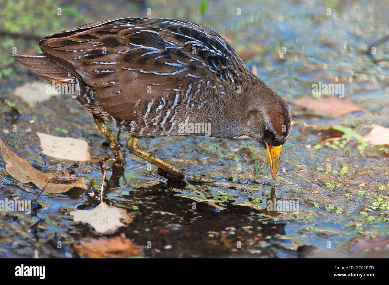 Sora rail foraging Stock Photo - Alamy