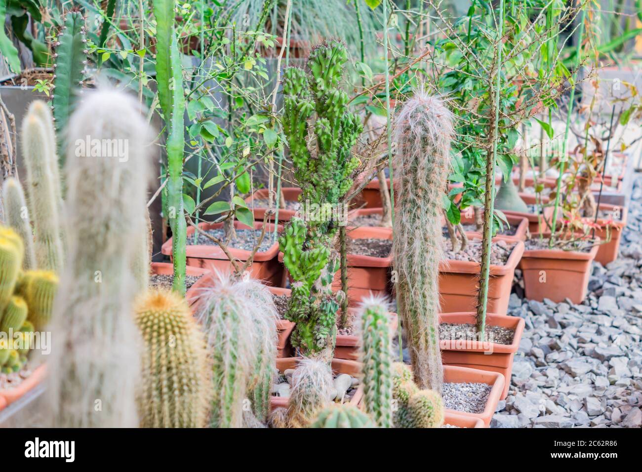 Different varieties of cactus hi-res stock photography and images - Alamy