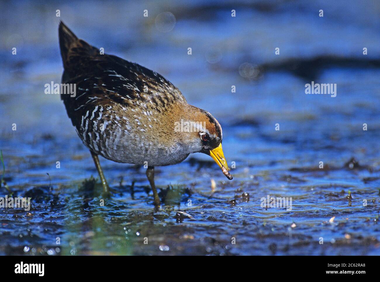 Sora rail foraging Stock Photo - Alamy