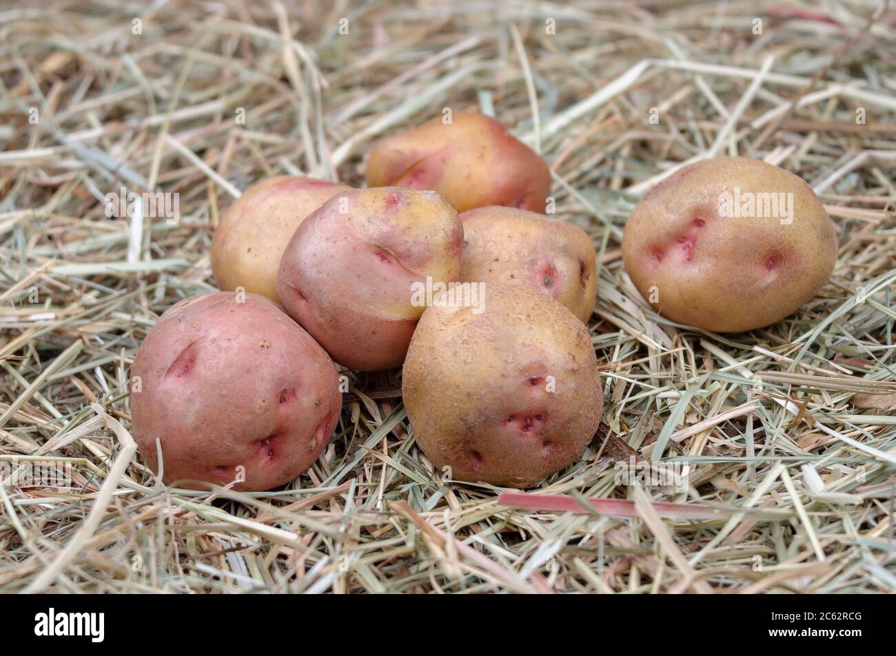 Diet of hay and grass hi-res stock photography and images - Alamy