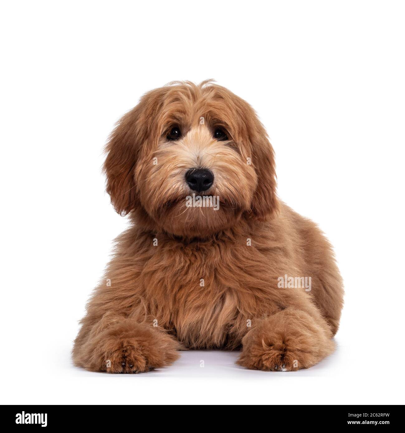 Red Australian Labradoodle Puppies