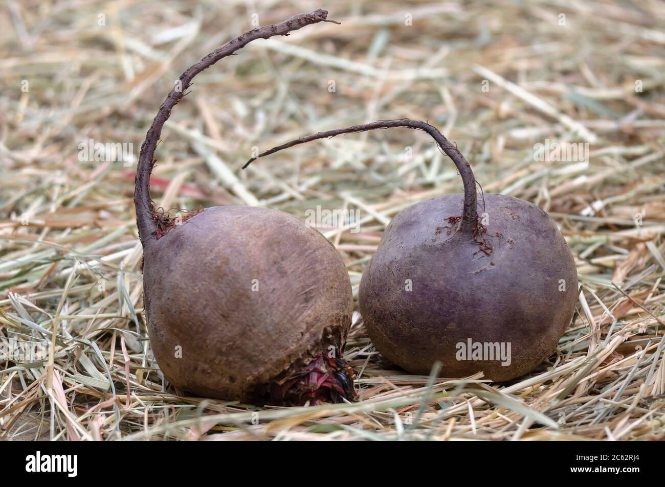Organic beets in the hay.Still life with root crops Stock Photo - Alamy