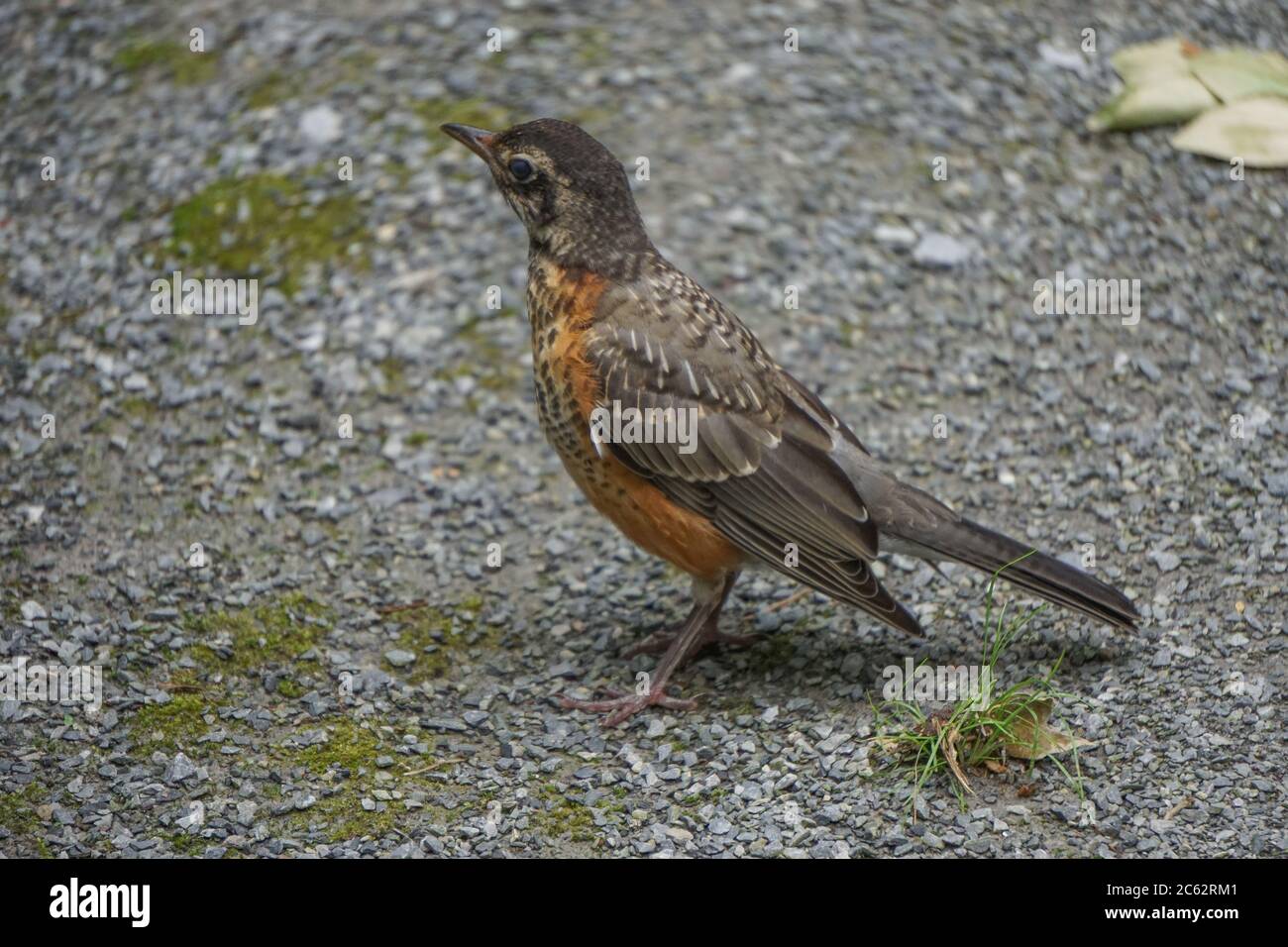 Juvenile American robin (Turdus migratorius) in a park in Manhattan ...