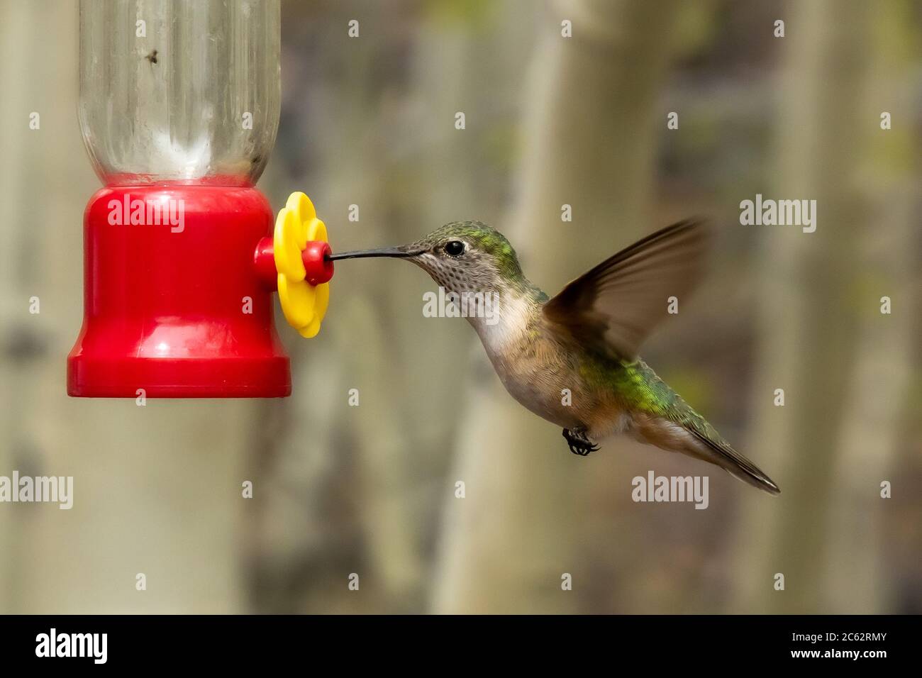 Female Broad-Tailed Hummingbird at feeder Stock Photo - Alamy