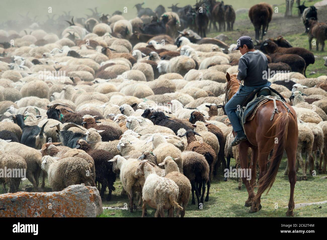Herder boy hi-res stock photography and images - Alamy