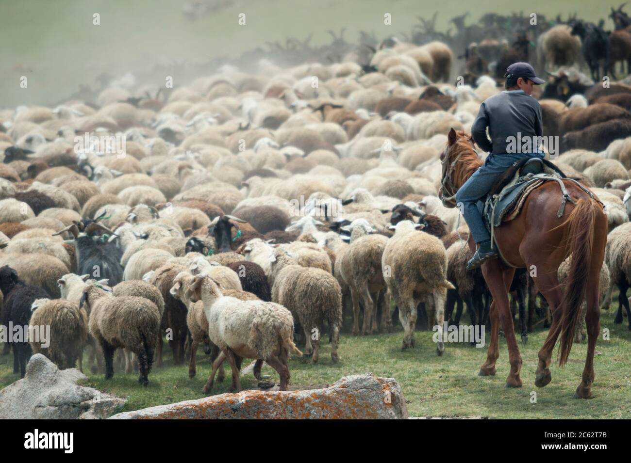 Boy on horseback herding a flock of sheep.Kyrgyzstan Stock Photo - Alamy