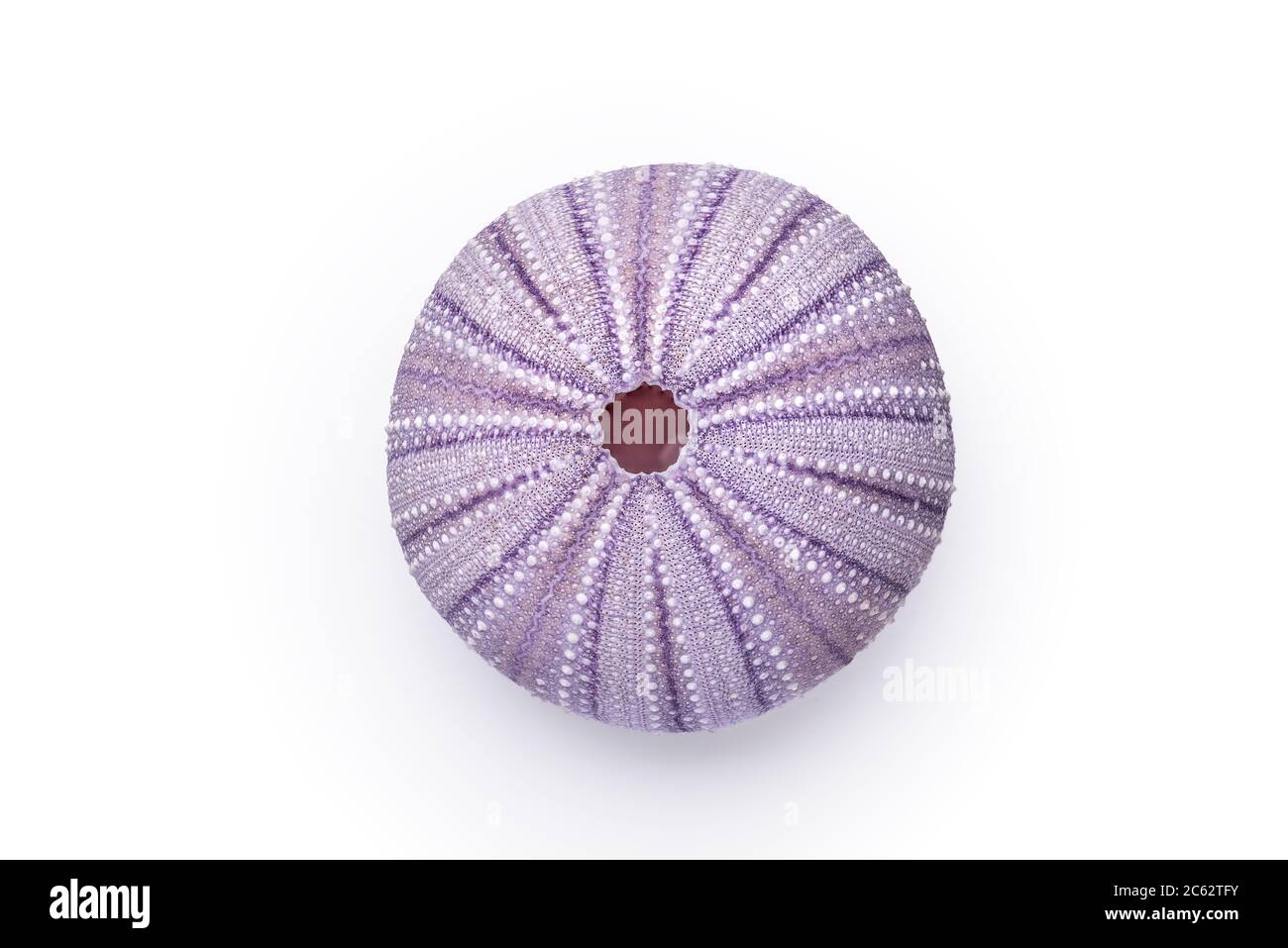 Phylum Echinodermata High Resolution Stock Photography and Images - Alamy