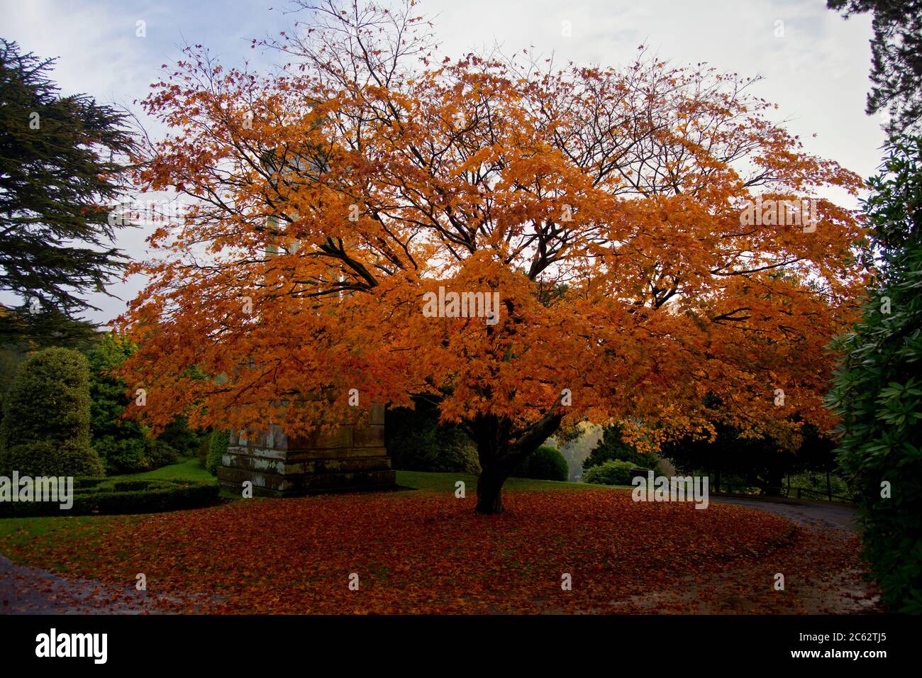 Autumn scene, fall scene. Vibrant colours, leaves, gardens, changing ...