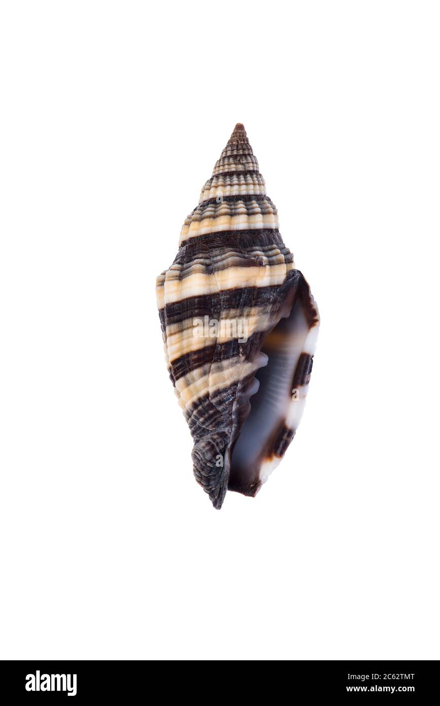 Vexillum Rugosum Shell High Resolution Stock Photography and Images - Alamy