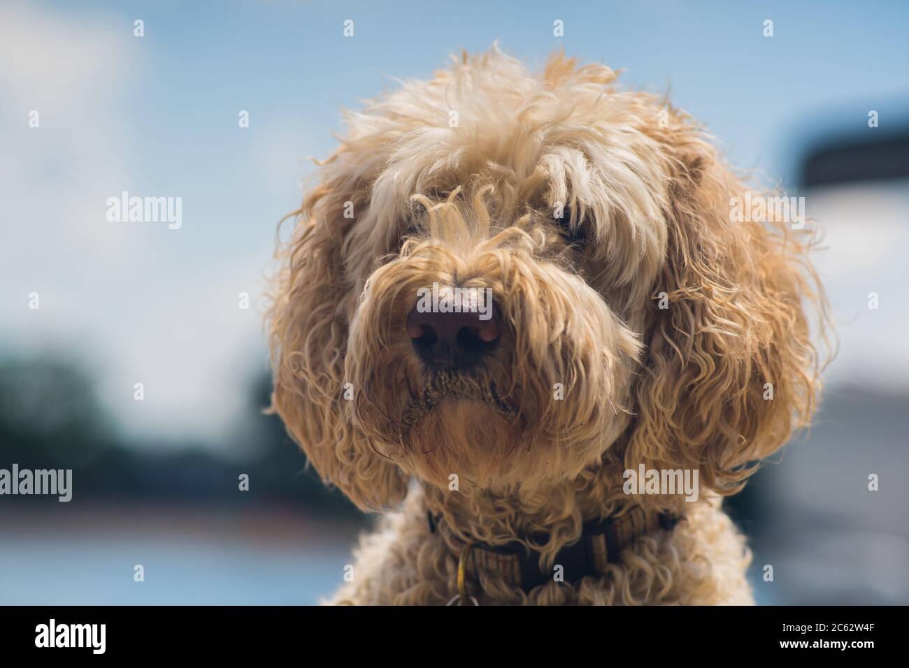 Blonde labradoodle dog hi-res stock photography and images - Alamy