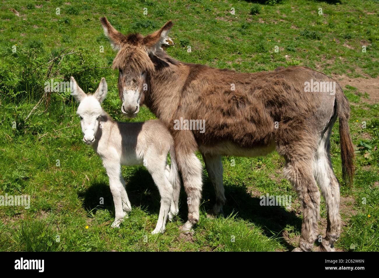 Donkey mother hi-res stock photography and images - Alamy