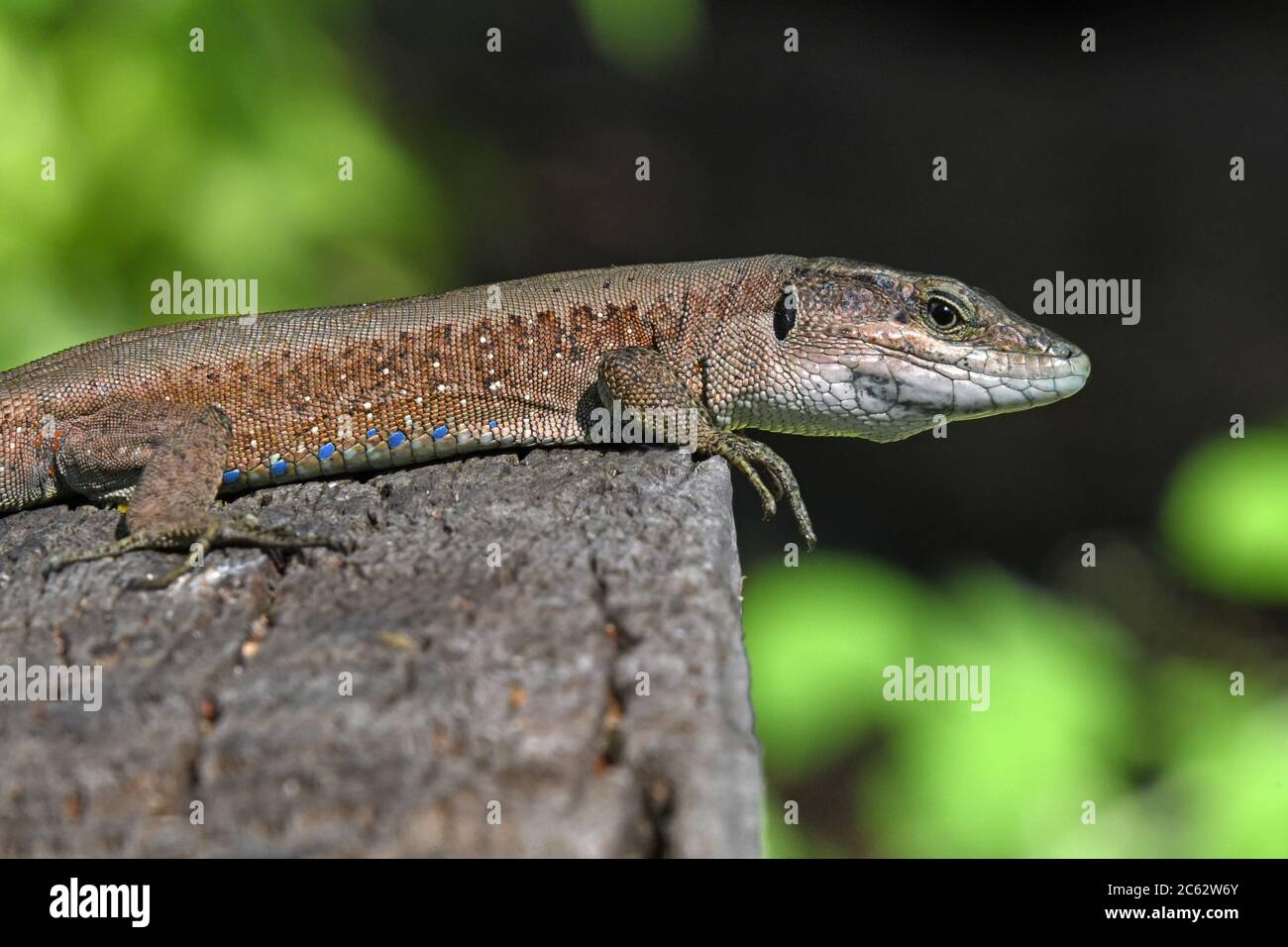 Lebanon lizard - Phoenicolacerta laevis Stock Photo - Alamy