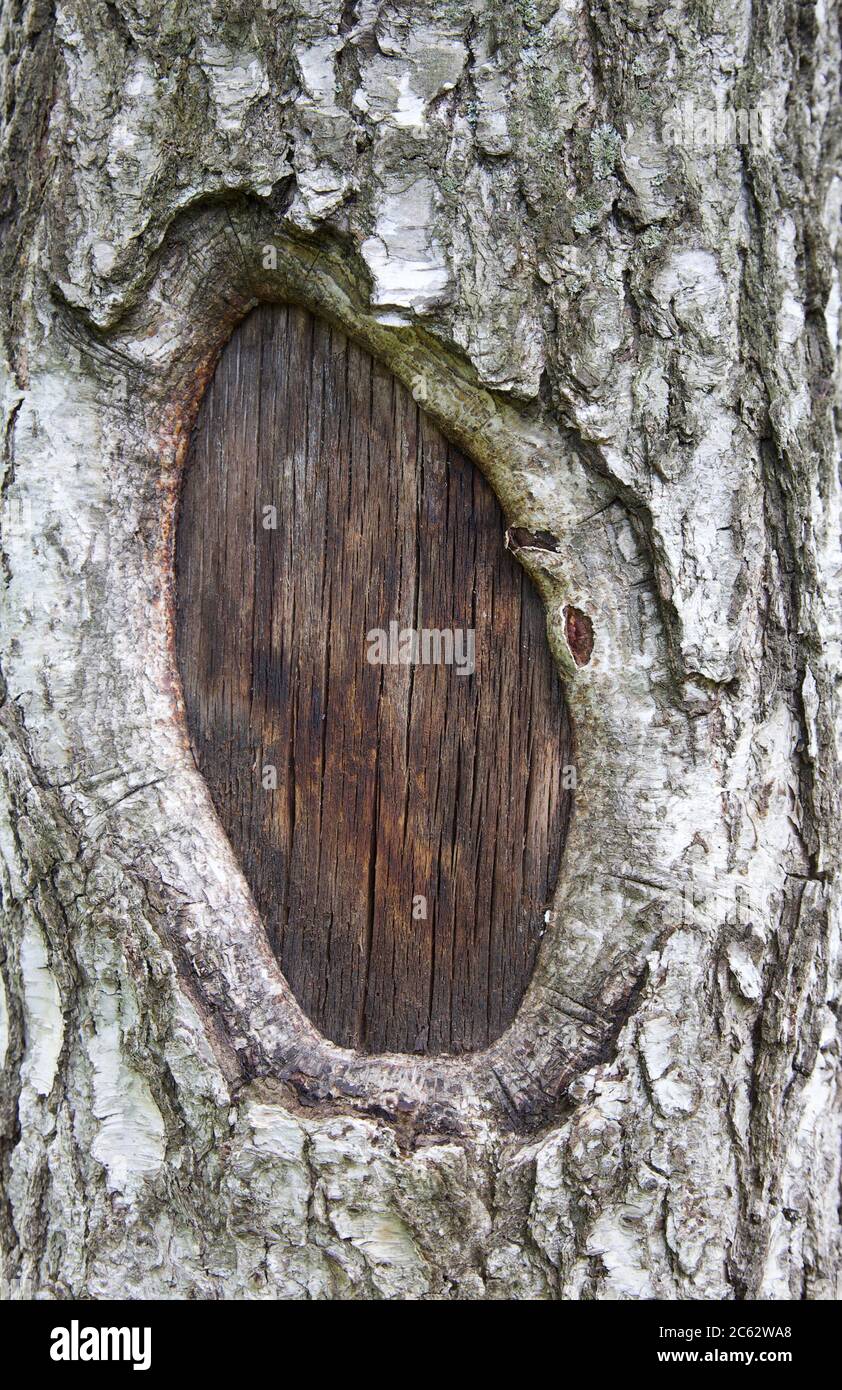 Unusual birch bark on the tree as a background Stock Photo - Alamy