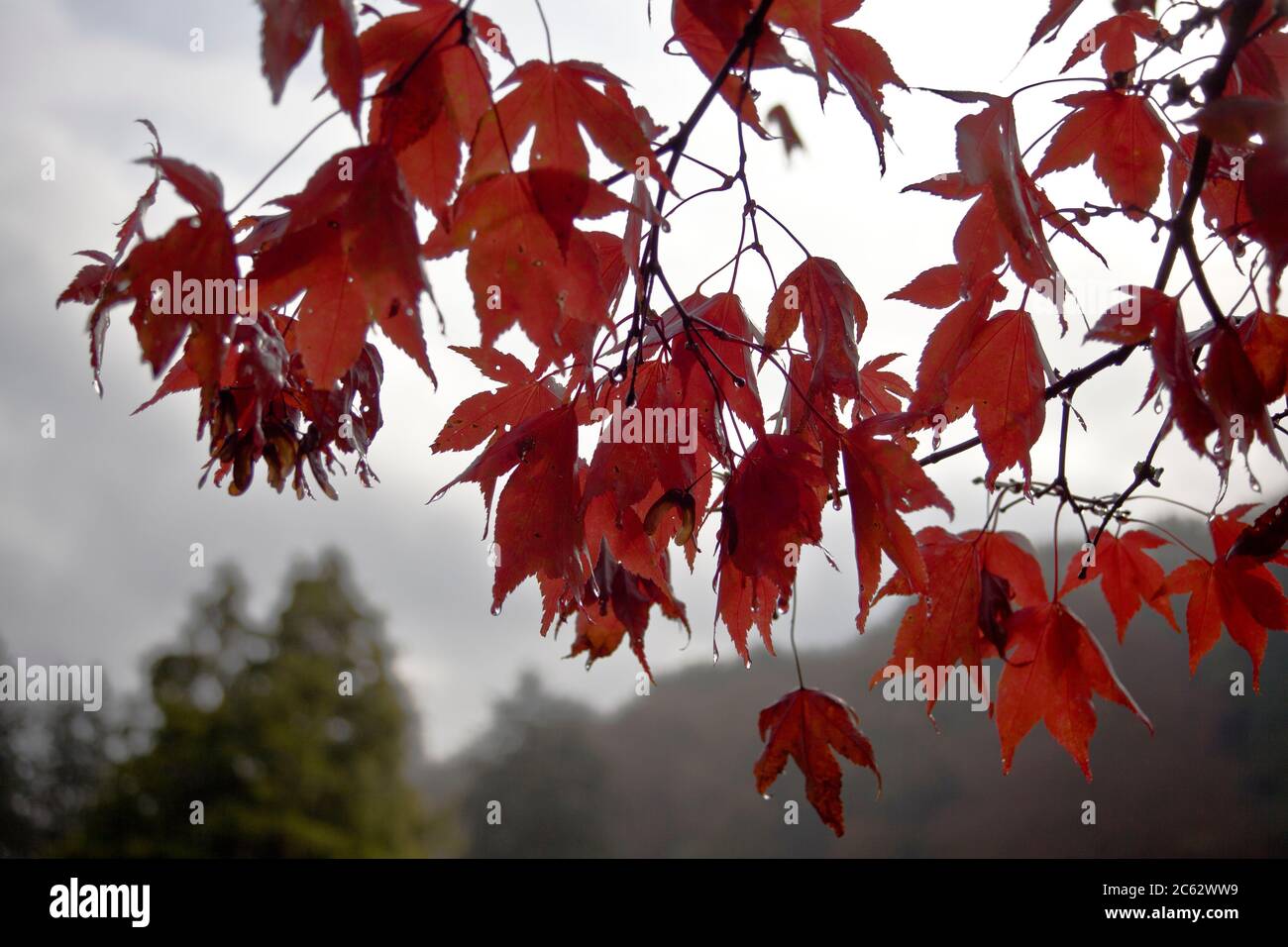 Autumn scene, fall scene. Vibrant colours, leaves, gardens, changing ...